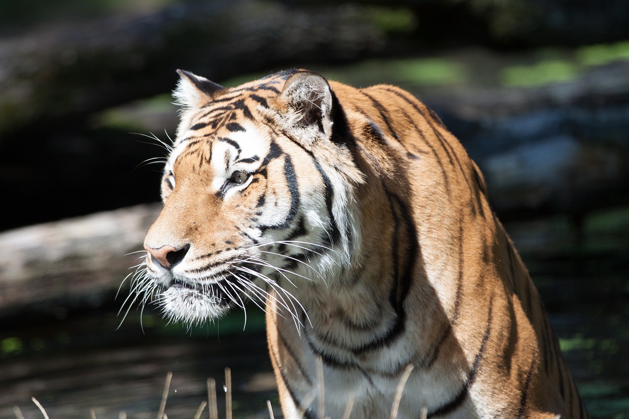 1.000+ kostenlose Raubkatzen und Tiger-Bilder - Pixabay