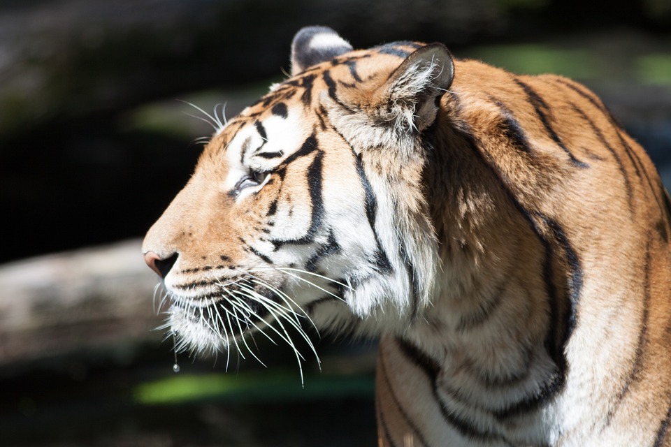 Plus Profond Gros Chat - Photo gratuite sur Pixabay - Pixabay