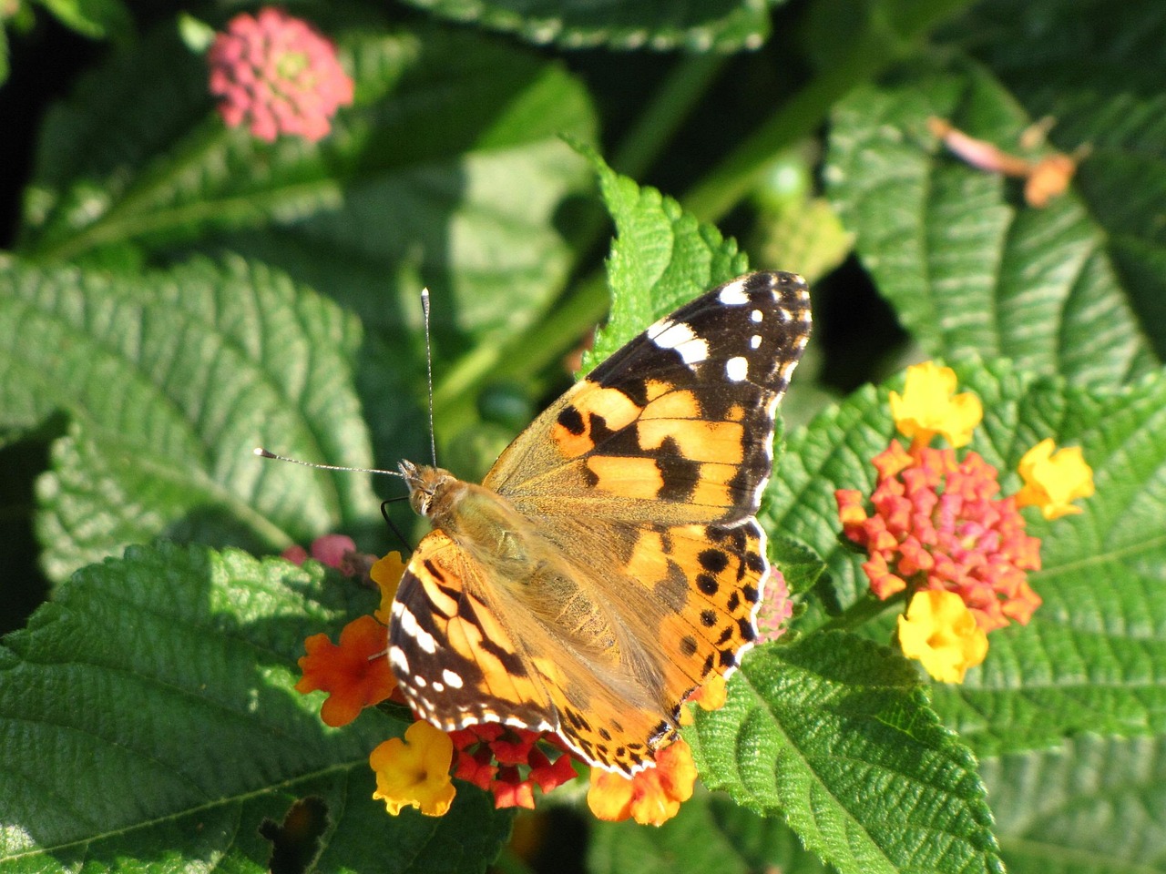 Mariposa Flor Primavera - Foto gratis en Pixabay - Pixabay
