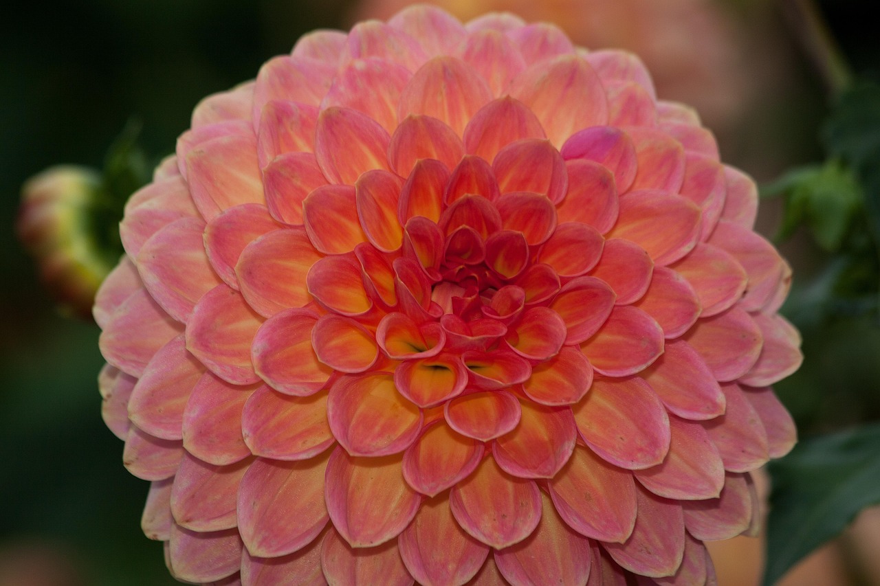 Dahlien Dahlia Georginen - Kostenloses Foto auf Pixabay