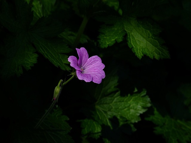 Purple Flowers Petals - Free photo on Pixabay