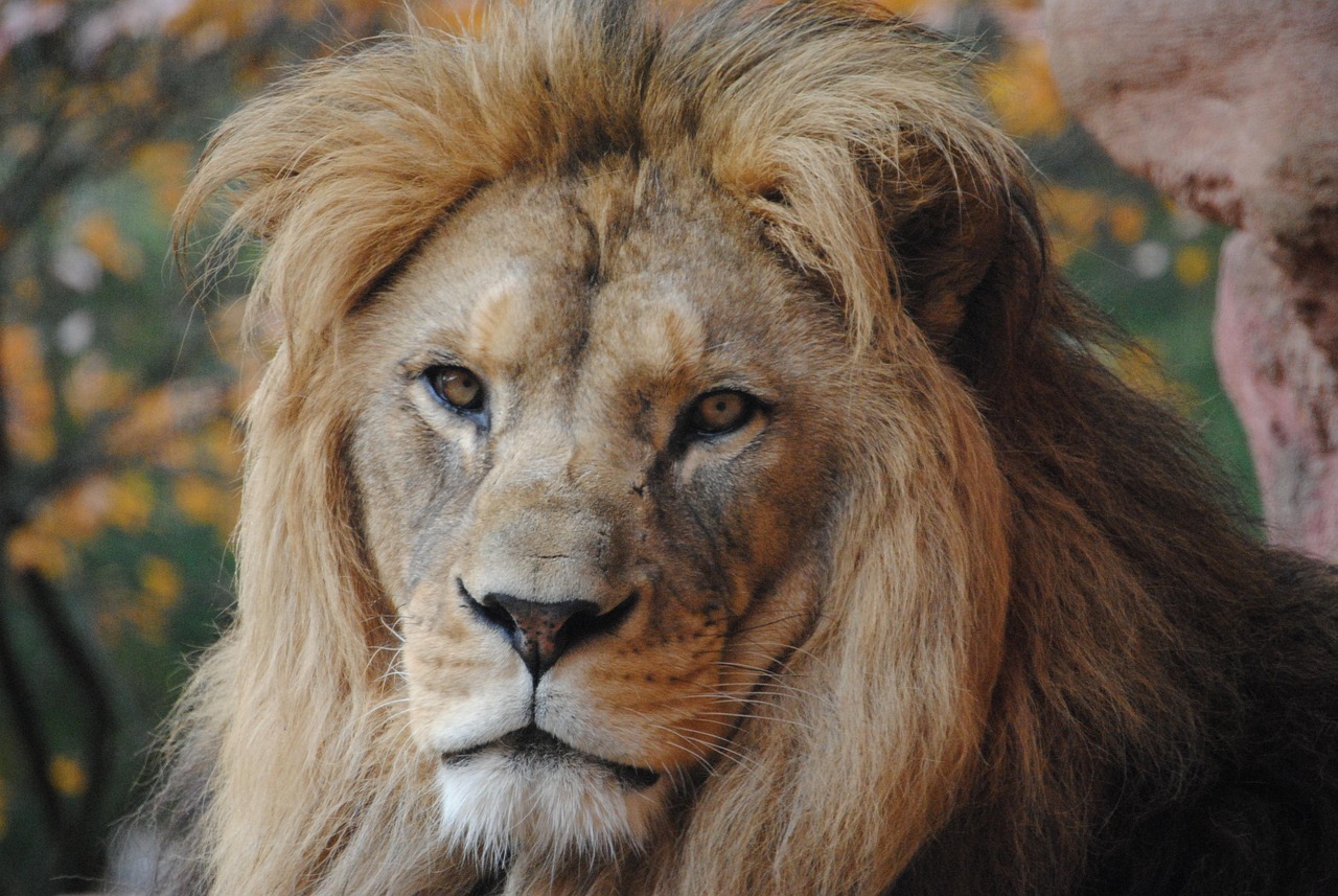 Lion Animal Sauvage Zoo - Photo gratuite sur Pixabay - Pixabay