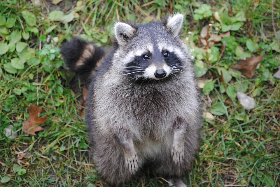 Guaxinim Animal - Foto gratuita no Pixabay