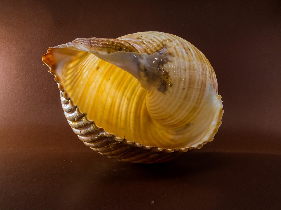 Coquille Escargot - Photo gratuite sur Pixabay - Pixabay