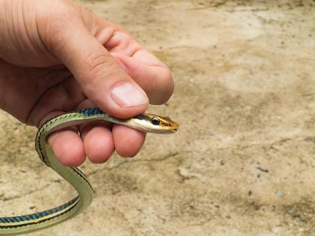 Line Animal Reptile Hold - Free photo on Pixabay