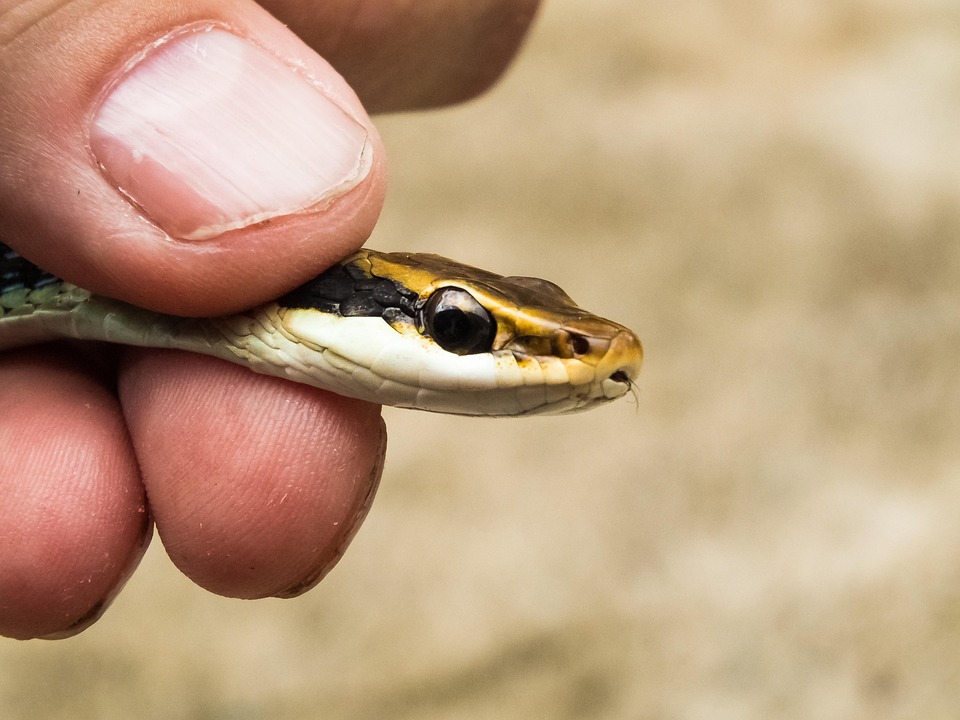 Line Animal Reptile Hold - Free photo on Pixabay