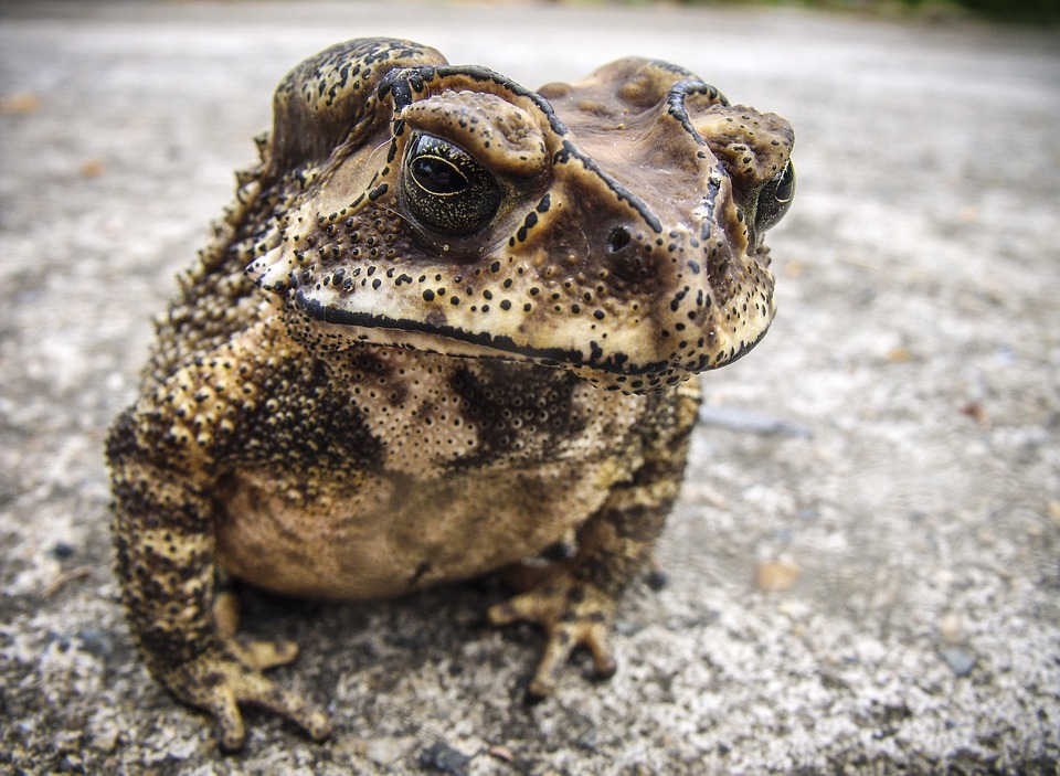 Frog Toad - Free photo on Pixabay