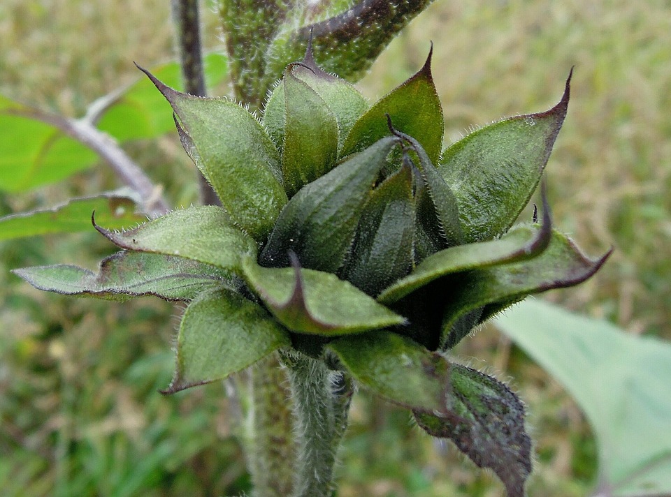 Plant Knop Groente - Gratis foto op Pixabay - Pixabay