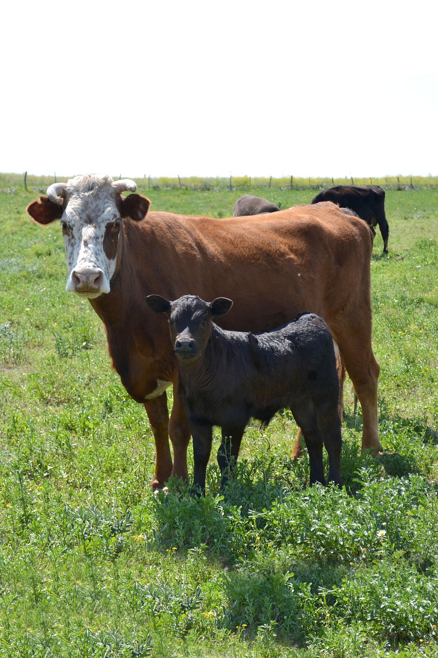 Vaca Con Cría Ternero Pampa - Foto gratis en Pixabay