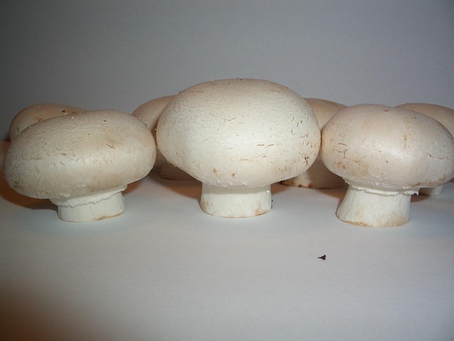 Champignons Agaricus - Photo gratuite sur Pixabay
