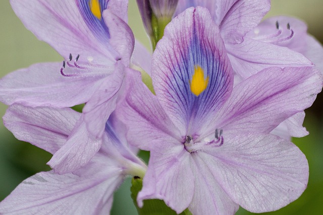 Jacinthe D'Eau Eichhornia - Photo gratuite sur Pixabay - Pixabay