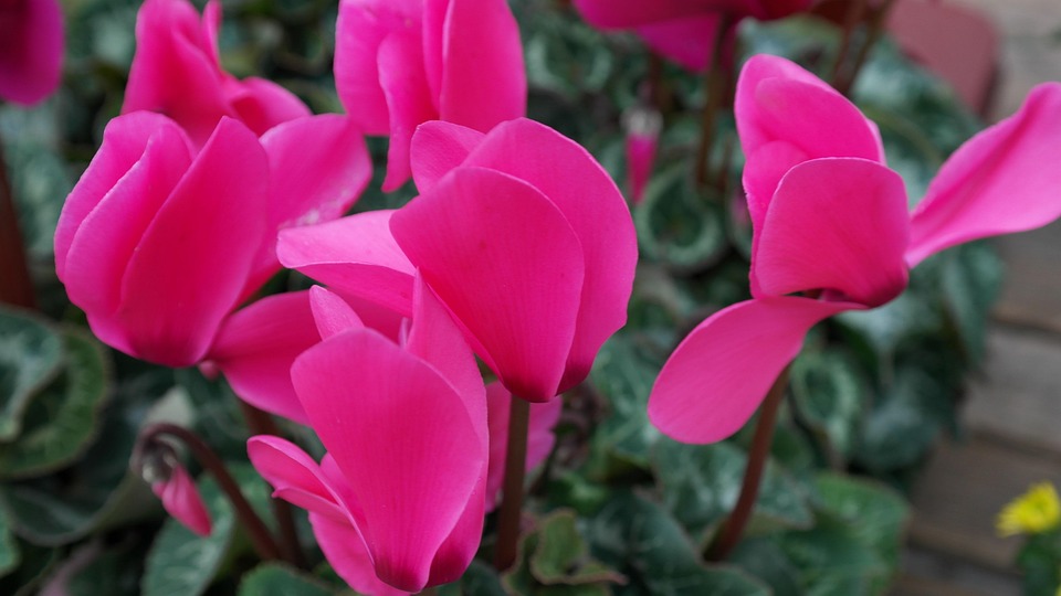 Cyclamen Flower Pink - Free photo on Pixabay