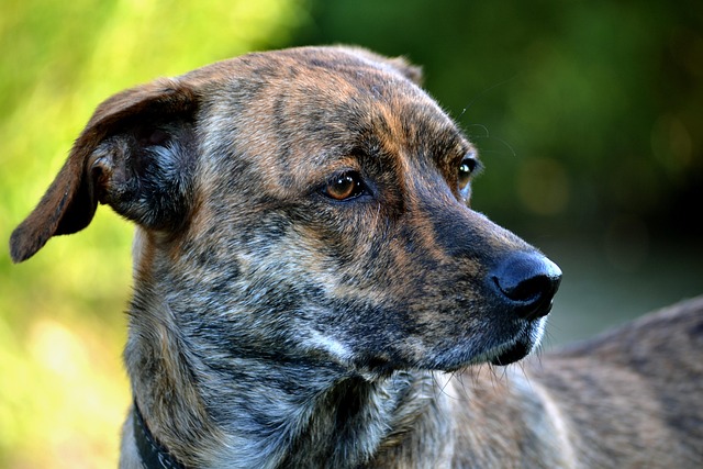 Hund Haustier Eckzahn - Kostenloses Foto auf Pixabay - Pixabay