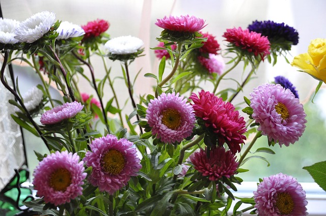 Fleur Multicolore Mauve - Photo gratuite sur Pixabay - Pixabay