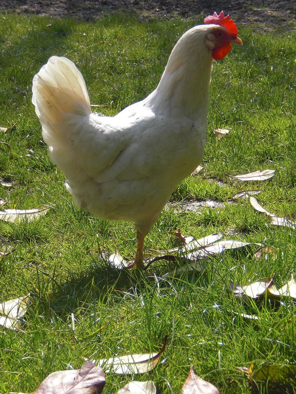 Ayam Putih Padang - Foto gratis di Pixabay - Pixabay