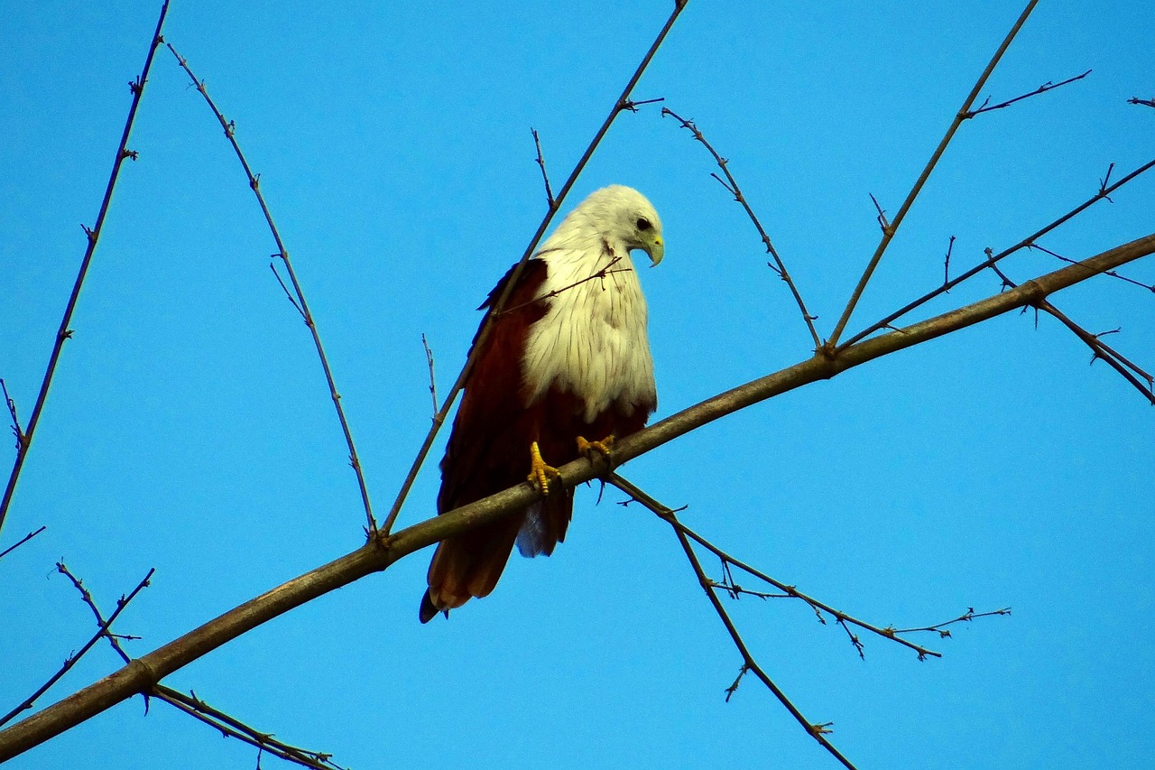 Brahminy Kite Haliastur Indus Bird - Free photo on Pixabay - Pixabay