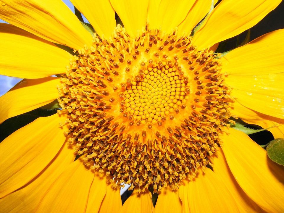 lehigh-acres-florida-sunflower-free-photo-on-pixabay
