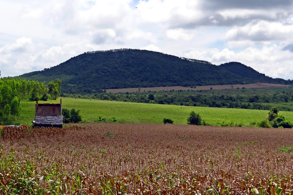 Maize Cultivation Corn - Free photo on Pixabay
