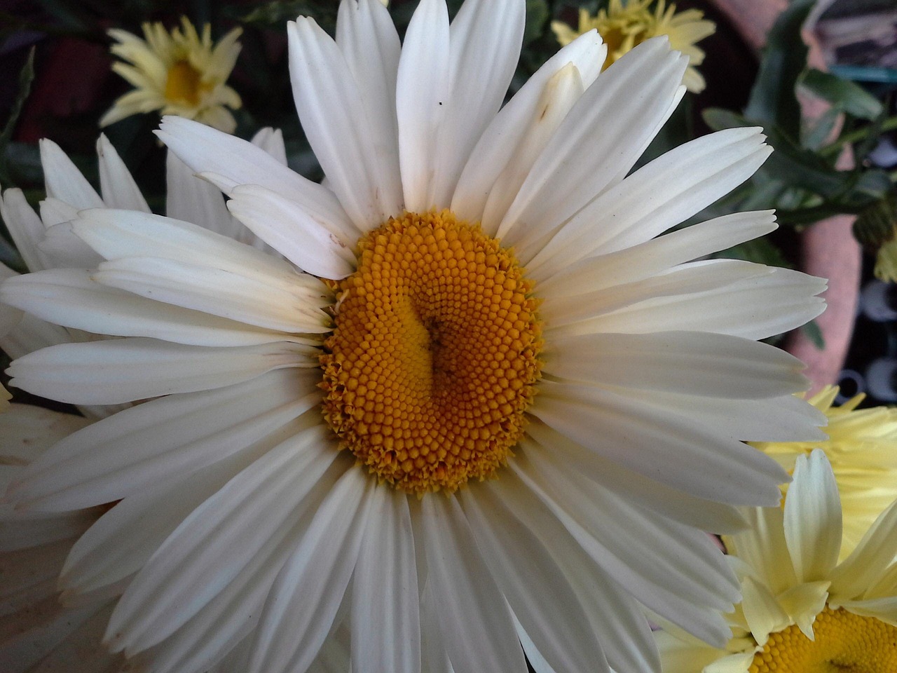 Bauern Margerite Margeriten Blume - Kostenloses Foto auf Pixabay - Pixabay