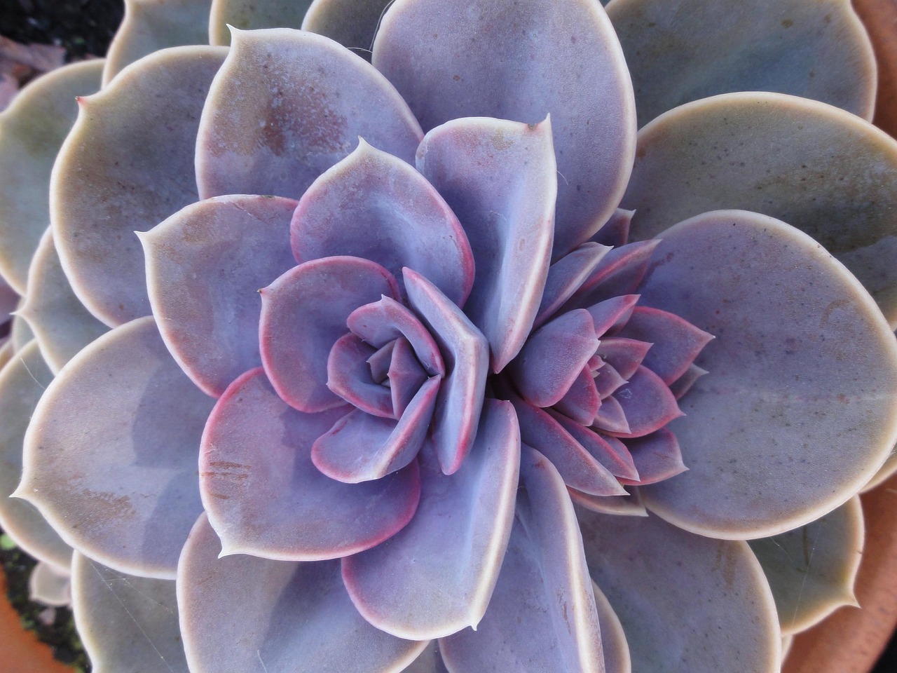 Succulent Garden Plant - Free photo on Pixabay - Pixabay