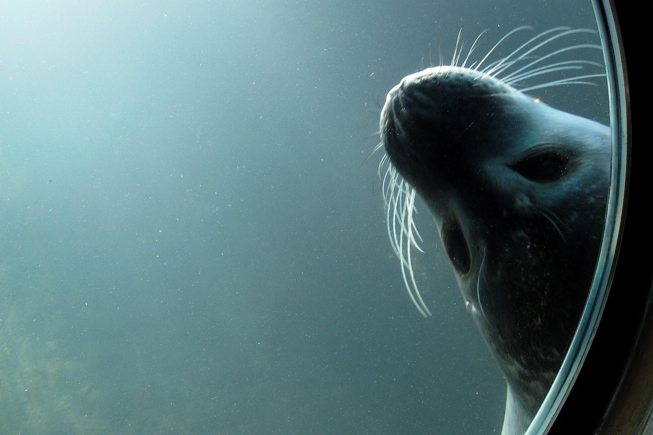 Seal Dive Zoo - Free photo on Pixabay - Pixabay