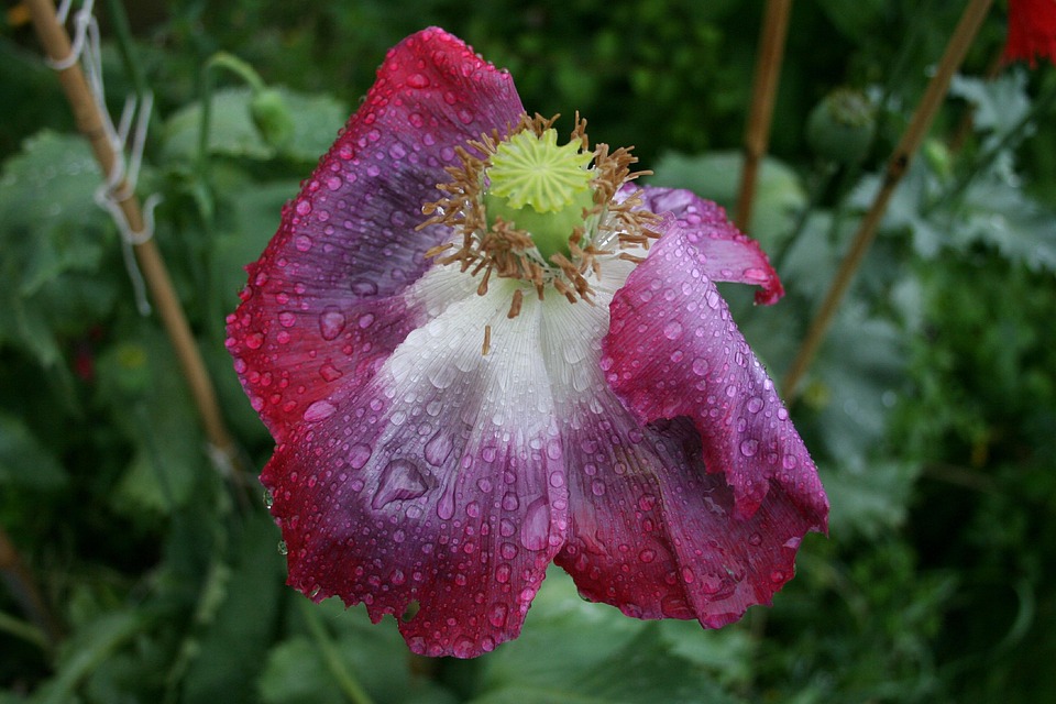 Poppy Flower Raindrops - Free photo on Pixabay