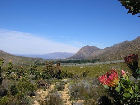5+ Free Wild Proteas & Protea Images - Pixabay