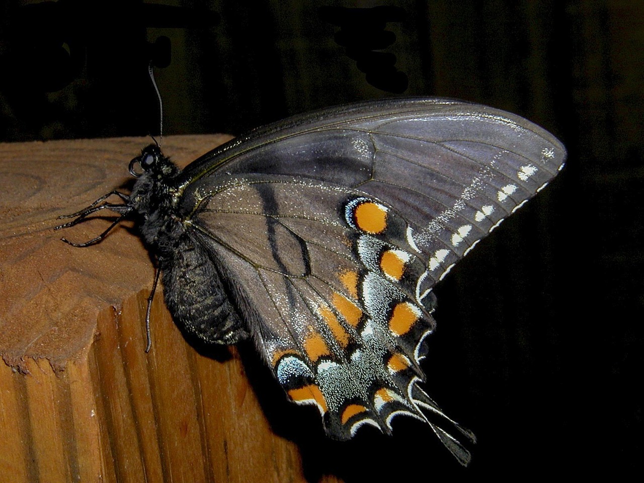 Butterfly Night Insect - Free photo on Pixabay - Pixabay