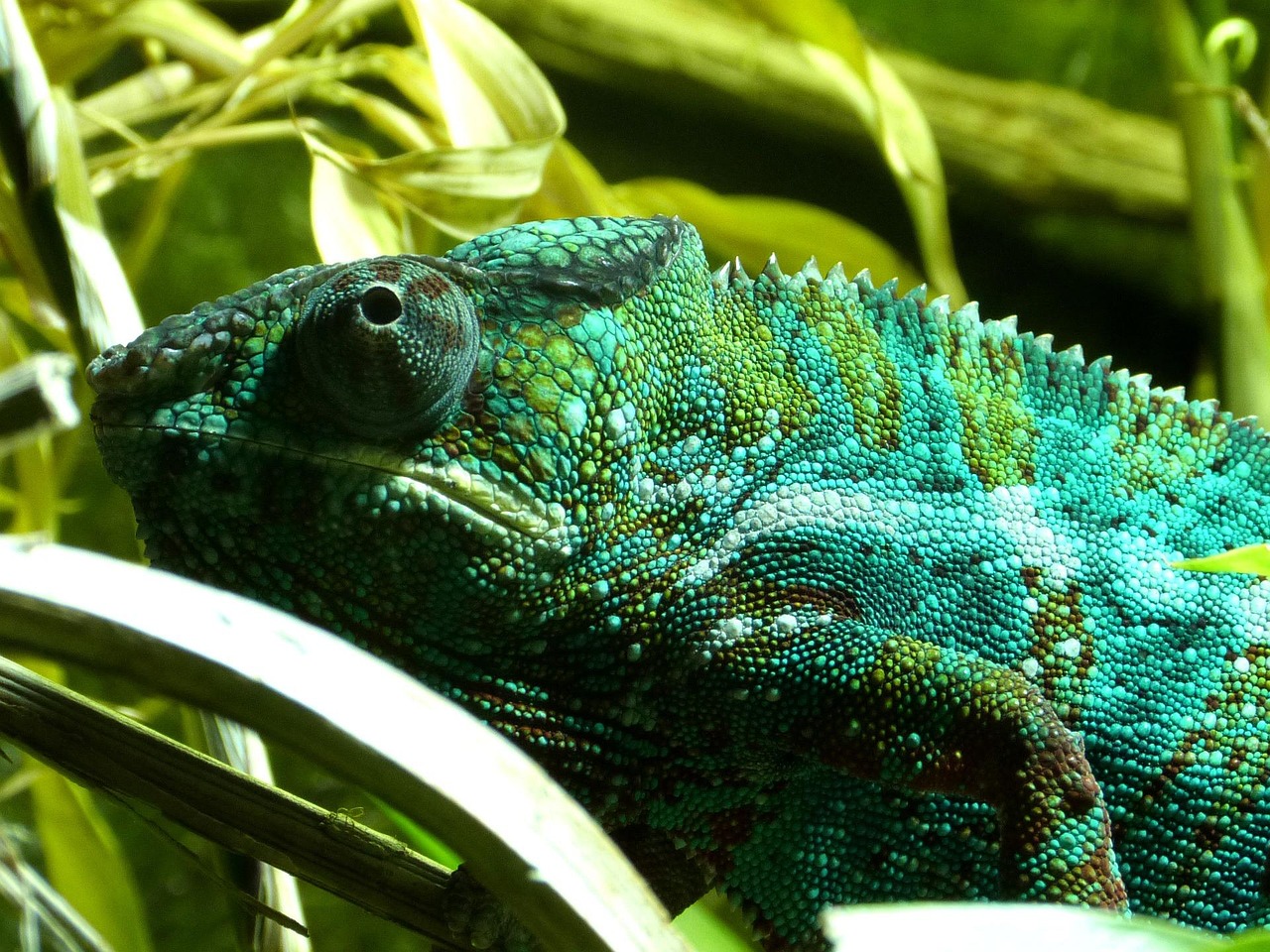 300+ Free Cyan-Blue & Cyan Images - Pixabay