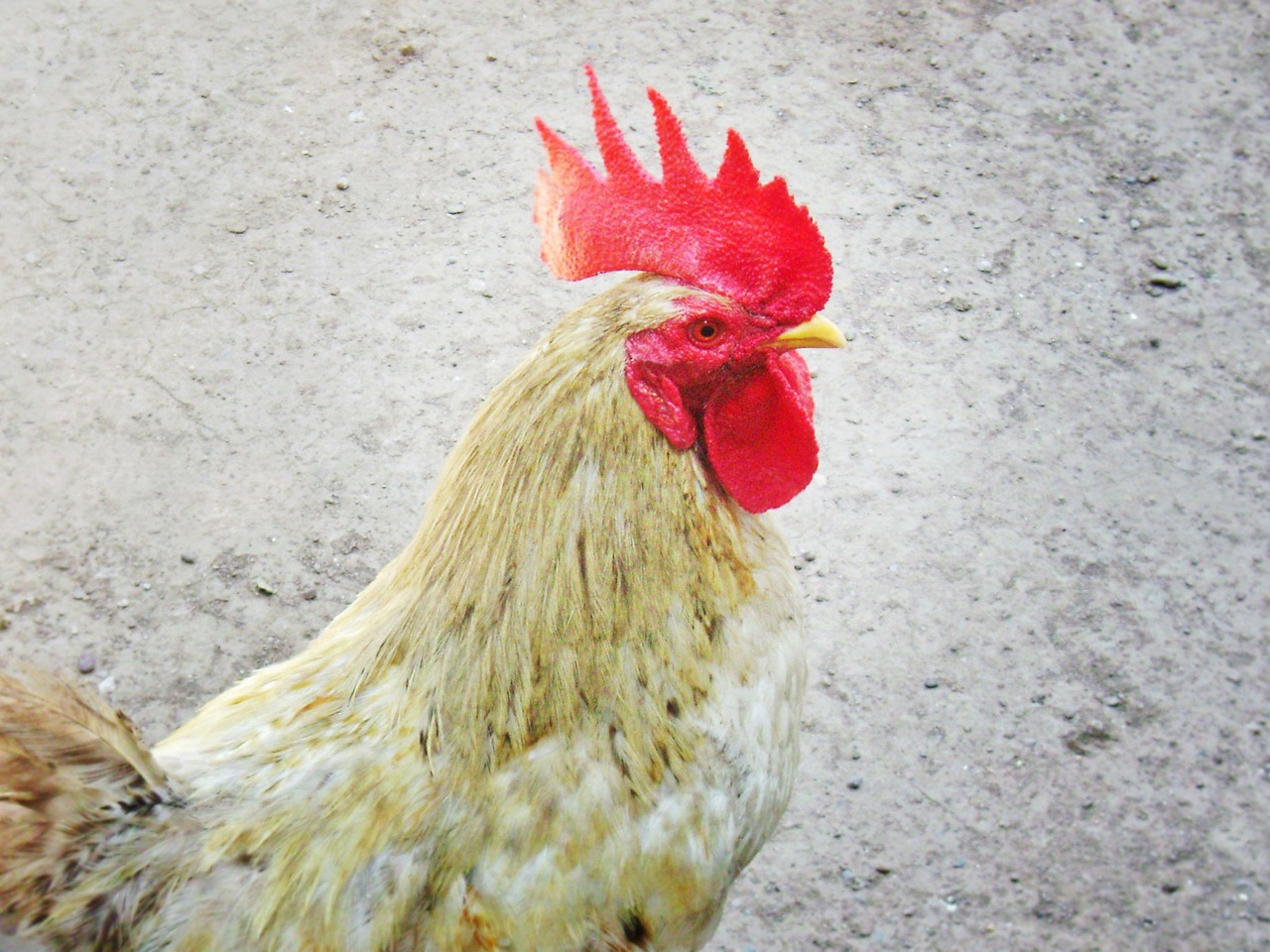 Gallo Rouge Crête - Photo gratuite sur Pixabay - Pixabay
