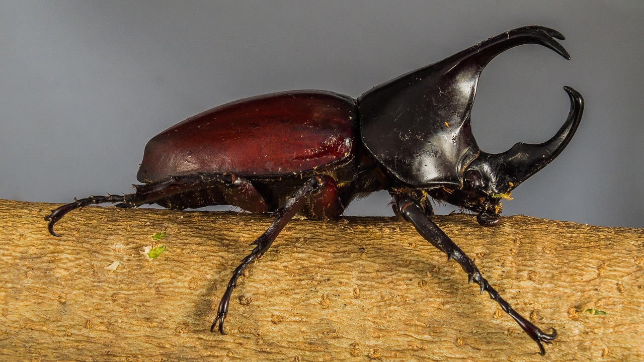 Tropical Beetles Rhinoceros Beetle Free Photo On Pixabay Pixabay Tropical Beetles Rhinoceros Beetle Free Photo On Pixabay Pixabay