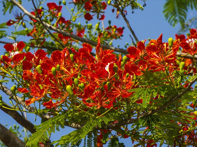 Árbol Floreciente Rojo - Foto gratis en Pixabay - Pixabay