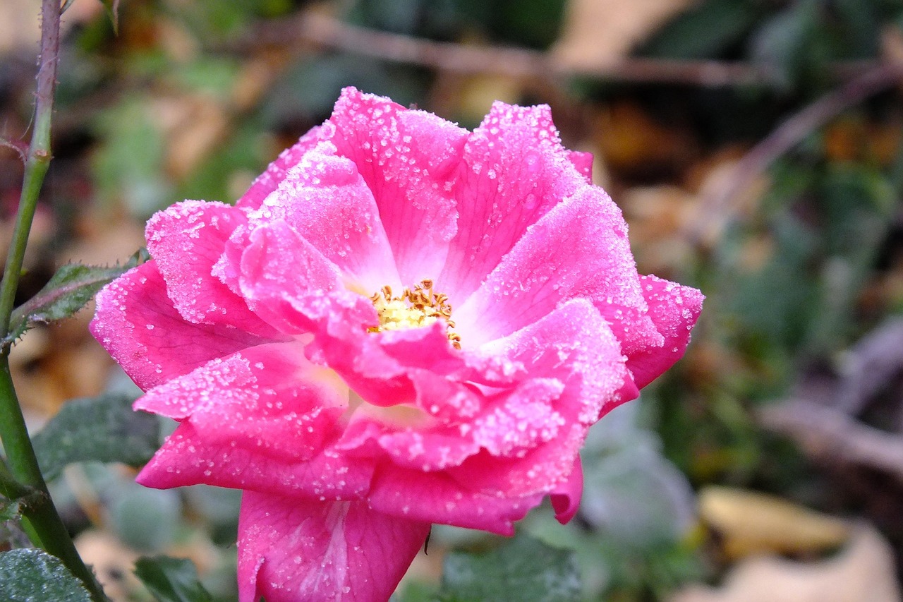 Rose Gel Du Froid La - Photo gratuite sur Pixabay - Pixabay
