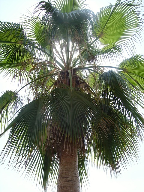 Palm Tree Vacations To Travel - Free photo on Pixabay - Pixabay