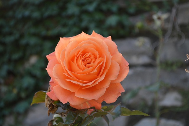 Página 2 - Más de 300 000 imágenes gratis de Joyeria Color Rosa ...