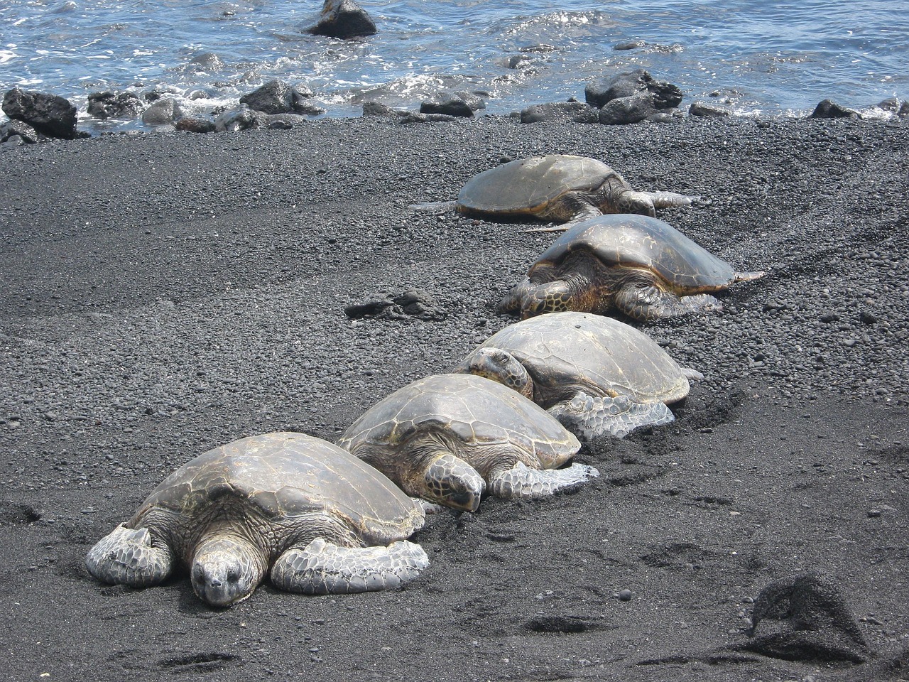 Turtles Animals Hawaii Big - Free photo on Pixabay - Pixabay