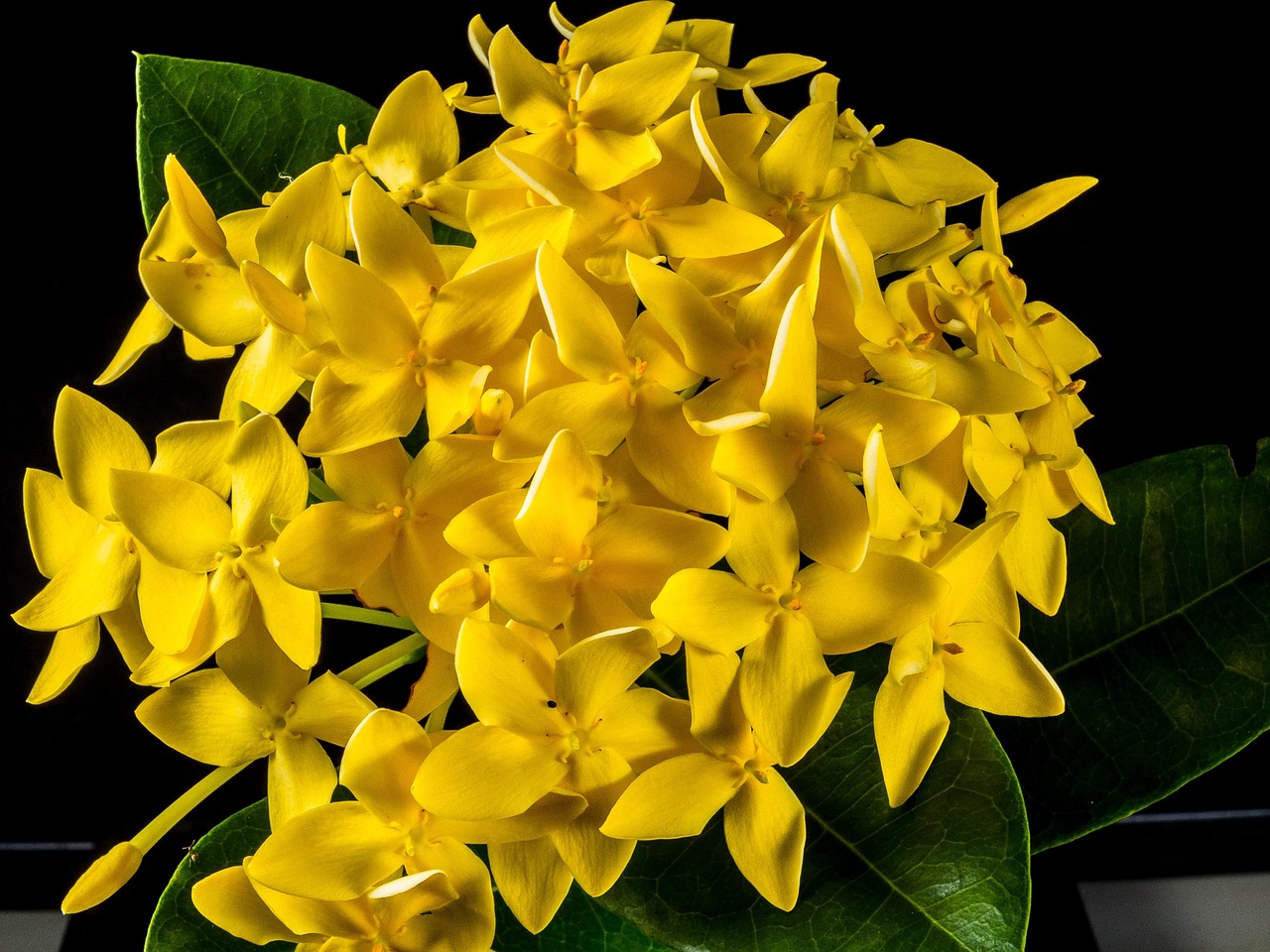 Mekar Bunga Kuning - Foto gratis di Pixabay - Pixabay