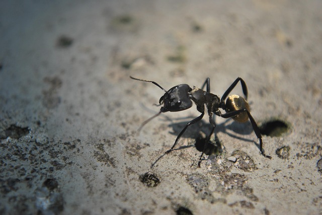 Ant Animal Insect - Free photo on Pixabay