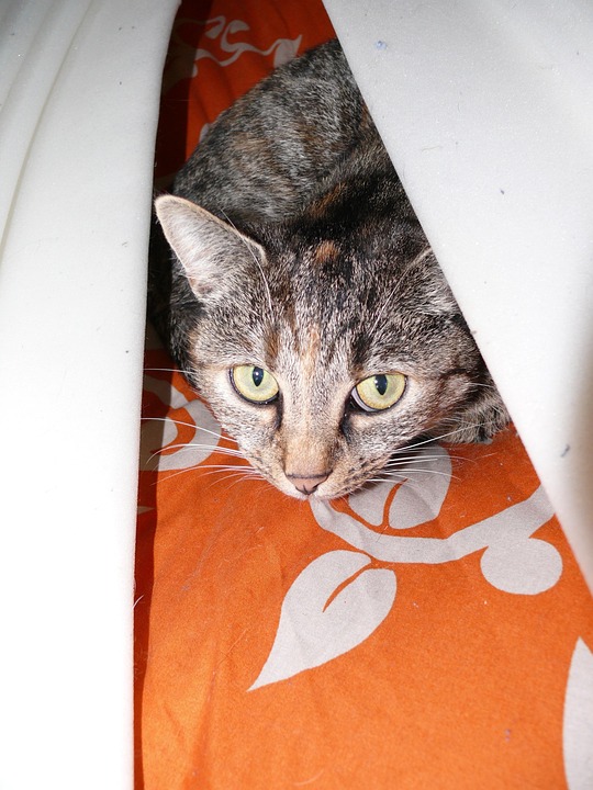 Cat Animal Profile - Free photo on Pixabay - Pixabay