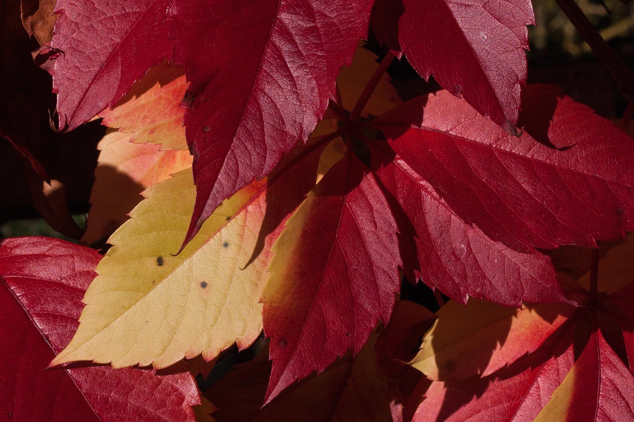 Fall Autumn Leaves Golden - Free photo on Pixabay - Pixabay