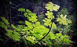More 60 Underbrush Synonyms. Similar words for Underbrush.