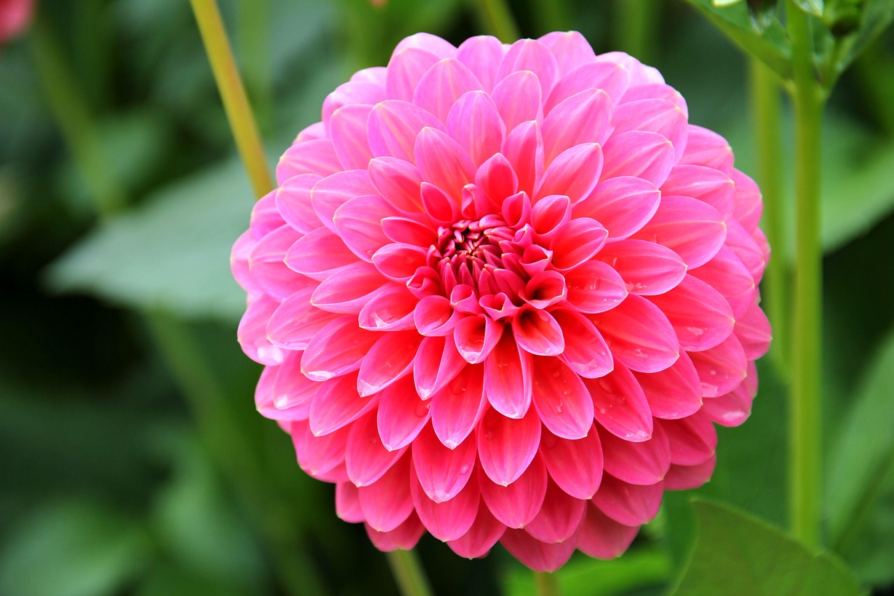 Flower Plant Blossom - Free photo on Pixabay