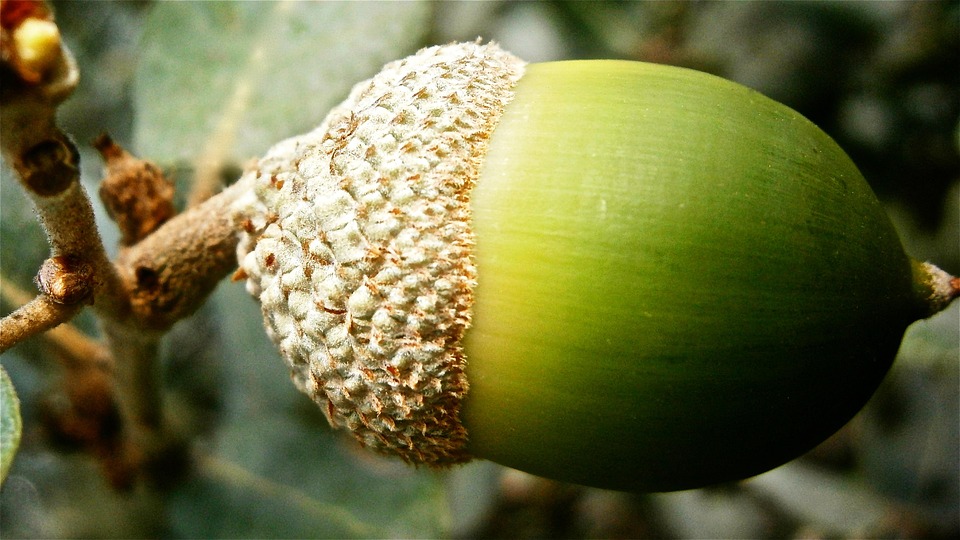 Fruit Acorn Encina - Free photo on Pixabay
