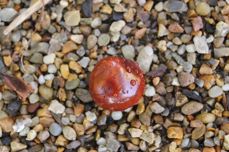 Chestnut Nut Conker - Free photo on Pixabay - Pixabay