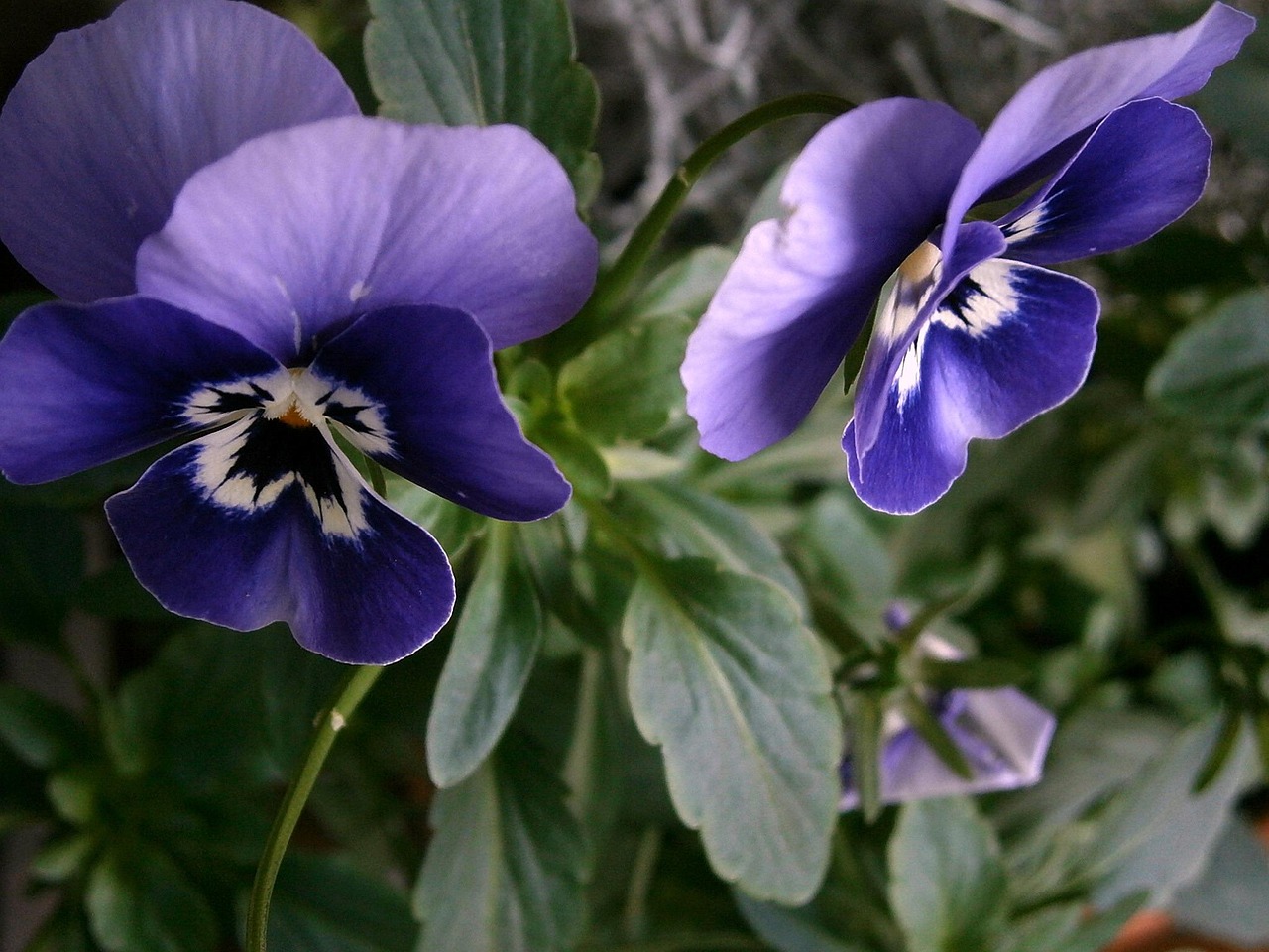 Violet Horn Viola Cornuta - Free photo on Pixabay - Pixabay