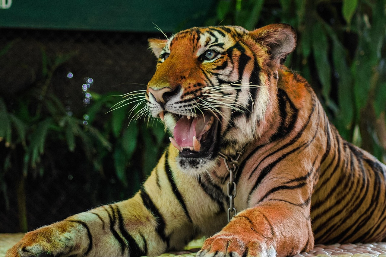 Tiger Big Cat - Free photo on Pixabay - Pixabay