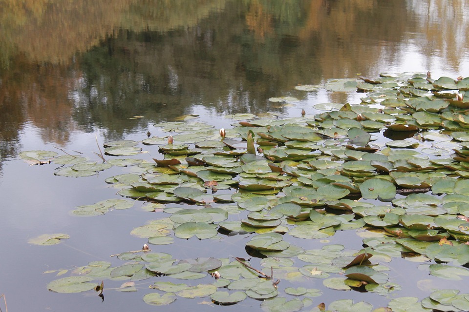 Lake Denmark Pond - Free photo on Pixabay