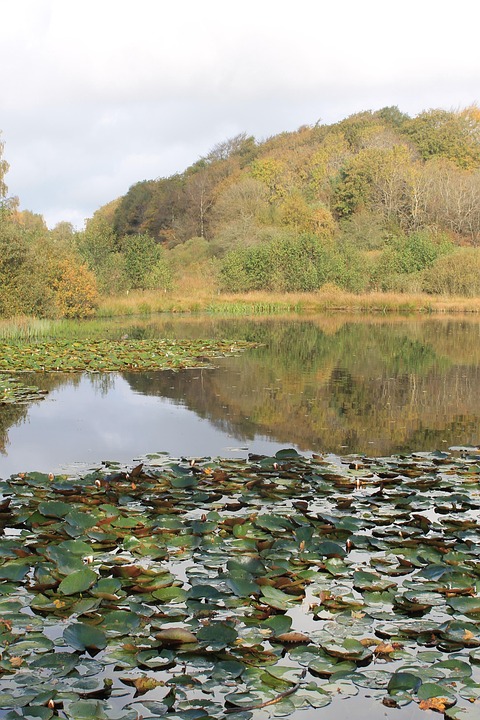 Lake Denmark Pond - Free photo on Pixabay - Pixabay