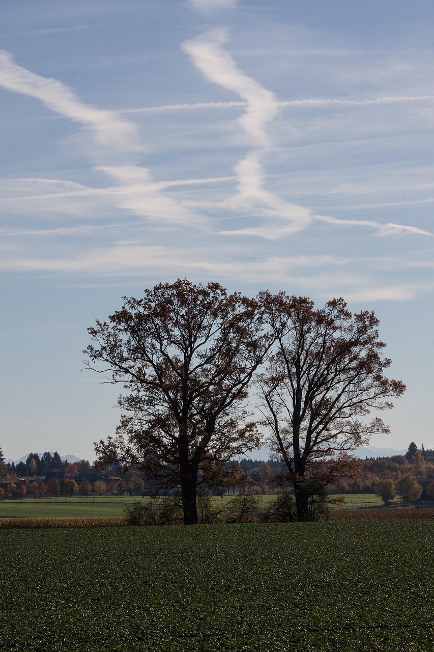 Trees Fields Field - Free photo on Pixabay - Pixabay