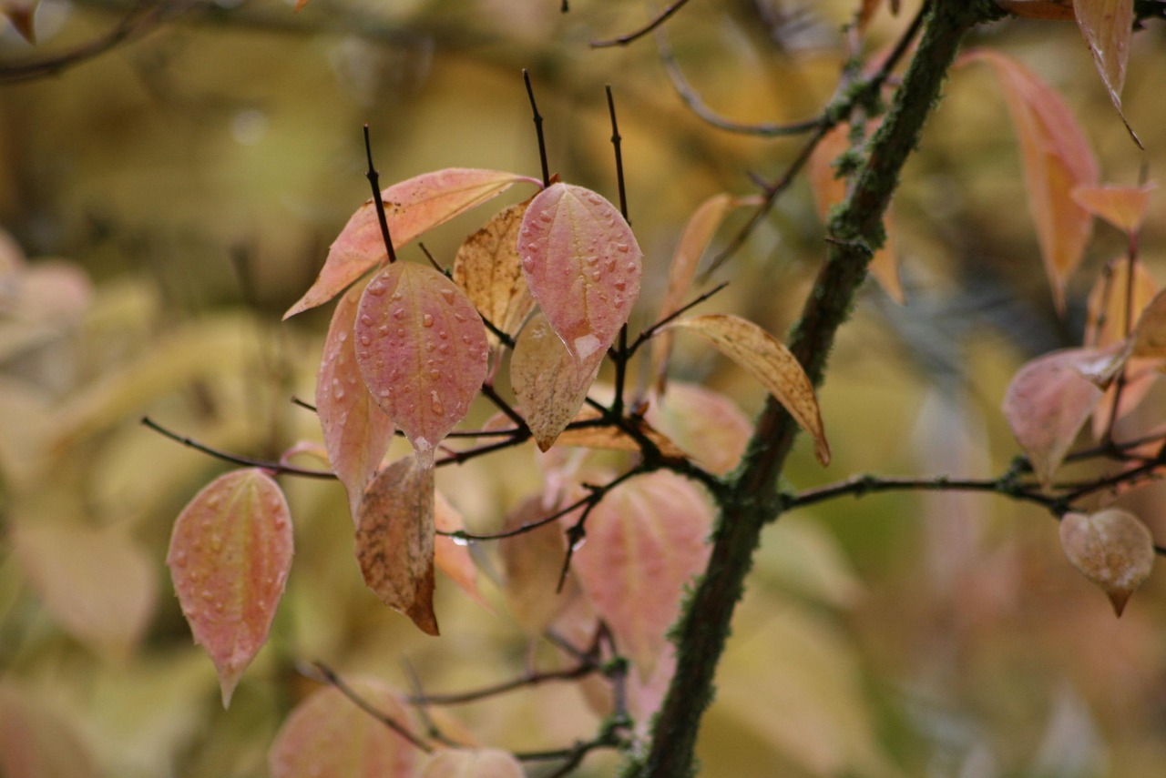 Fall Leaves Autumn - Free photo on Pixabay